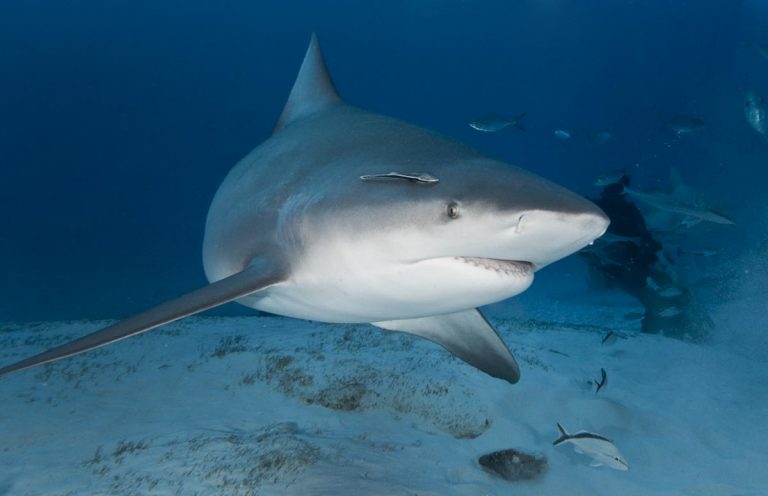 The Coolest Sharks Of All Time | FunFacToday.com