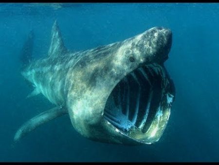 The Coolest Sharks Of All Time | FunFacToday.com