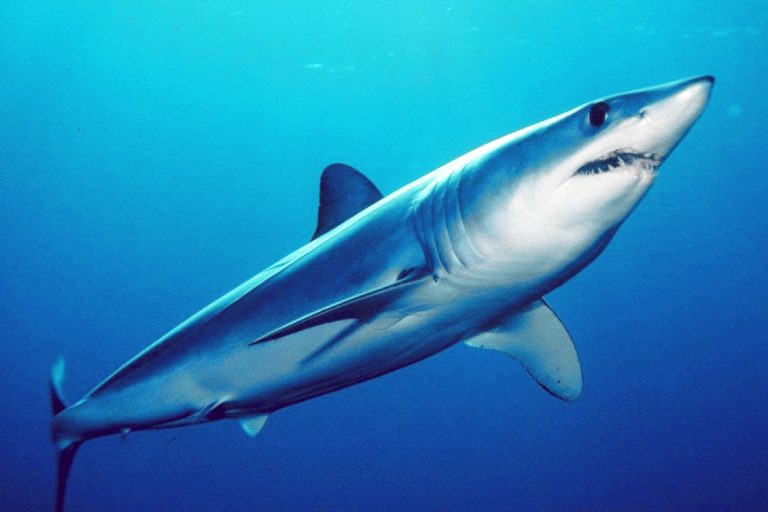 The Coolest Sharks Of All Time | FunFacToday.com