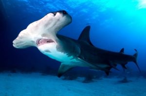 The Coolest Sharks Of All Time | FunFacToday.com