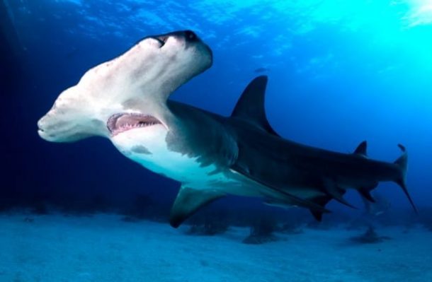 The Coolest Sharks Of All Time | FunFacToday.com
