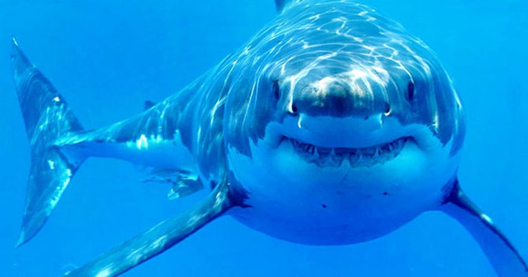 The Coolest Sharks Of All Time | FunFacToday.com