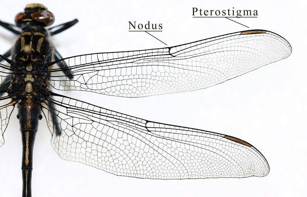DragonFly Facts | FunFacToday.com