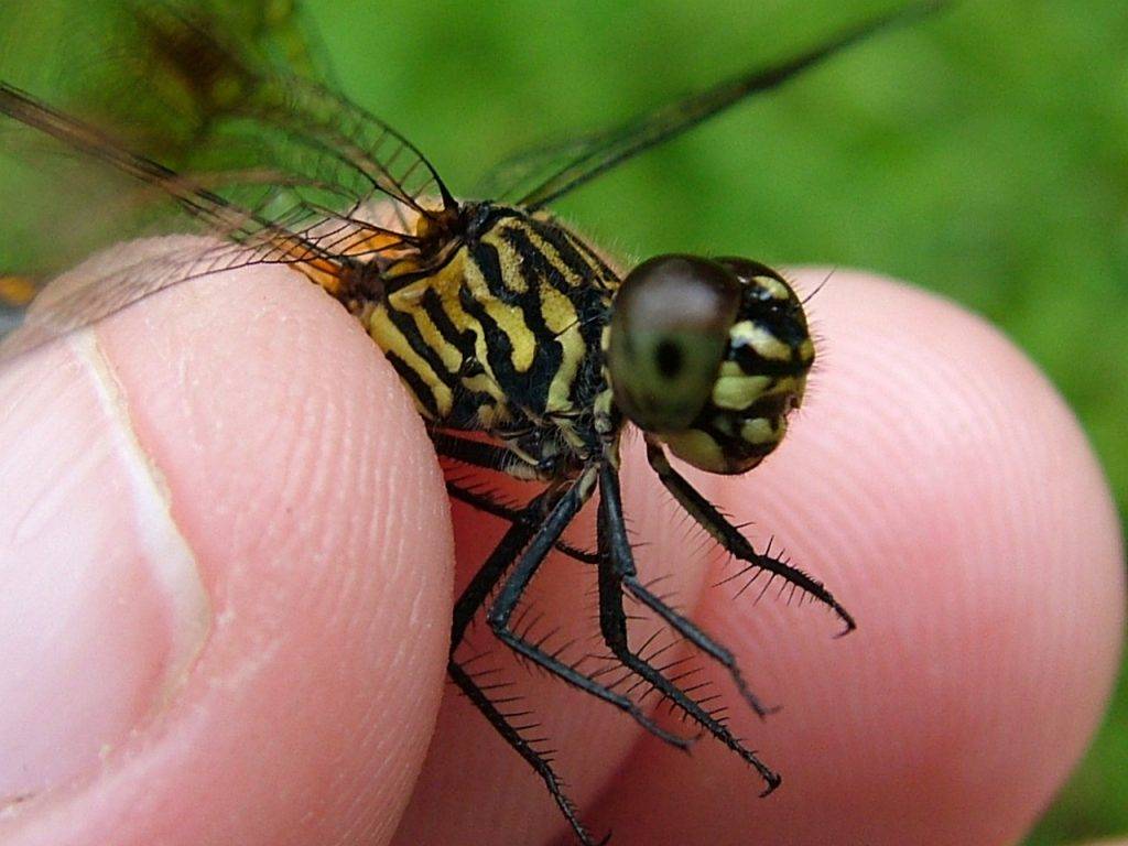 DragonFly Facts | FunFacToday.com