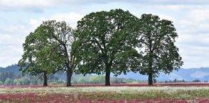 Facts About Oak Trees | FunFacToday.com