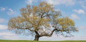 Facts About Oak Trees | FunFacToday.com