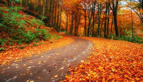 Amazing Fall Facts To Know | FunFacToday.com